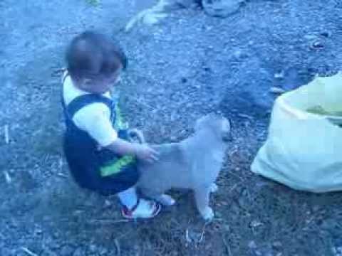 Köpekle oynayan azra bebek  :))