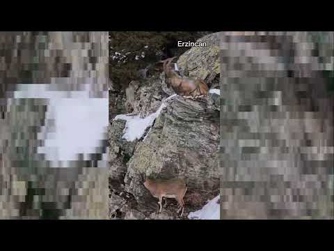 Erzincan’ın Dağ Keçileri Görsel Şölen Sundu