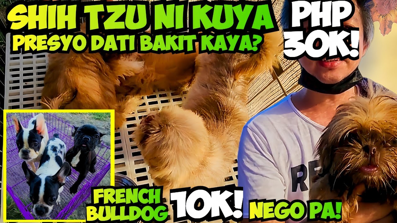 MAY KAKAIBA KAYA? MAY FRENCHIE NA 10K LANG NEGO PA! SHIH TZU PHP 3.5K ...