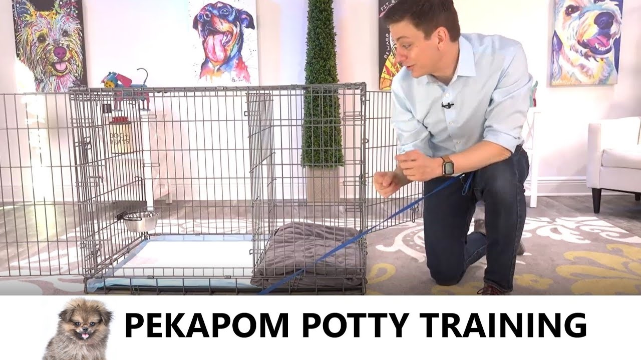 Pekapom Potty Training from World-Famous Dog Trainer Zak George - How ...