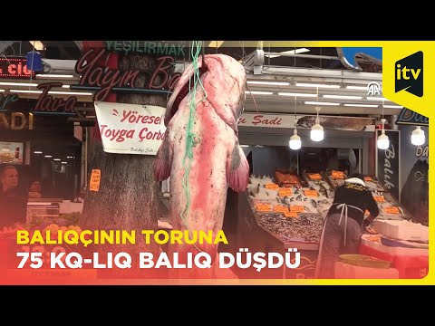 Balıqçı tor atdı, 2 metr 20 santimetrlik balıq tutdu | Amasya, Türkiyə