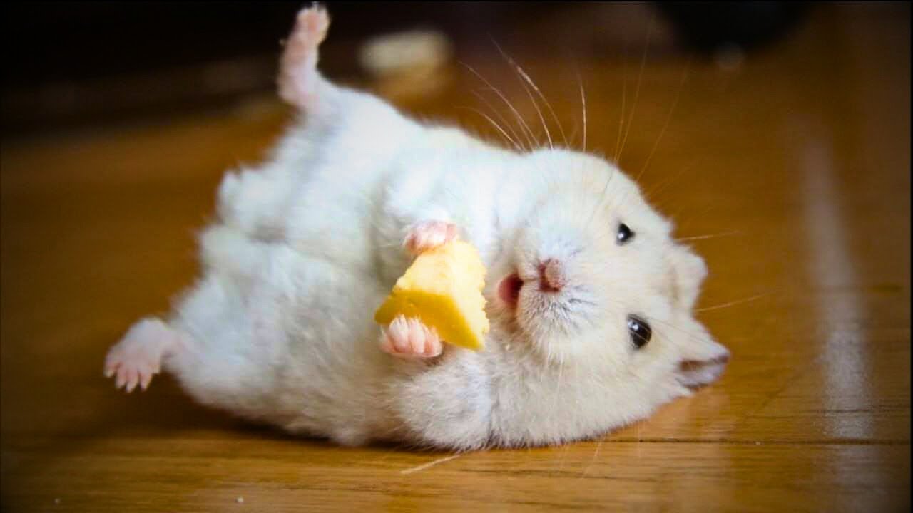 🐹Signs to Look Out For That Show Your Hamster is HAPPY 🐹 - YouTube