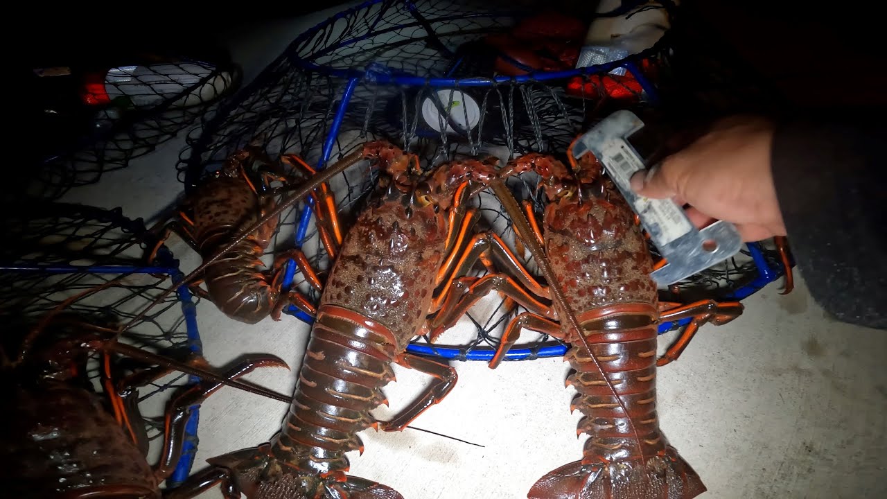 First time catch and cook spiny lobster on kayak - YouTube