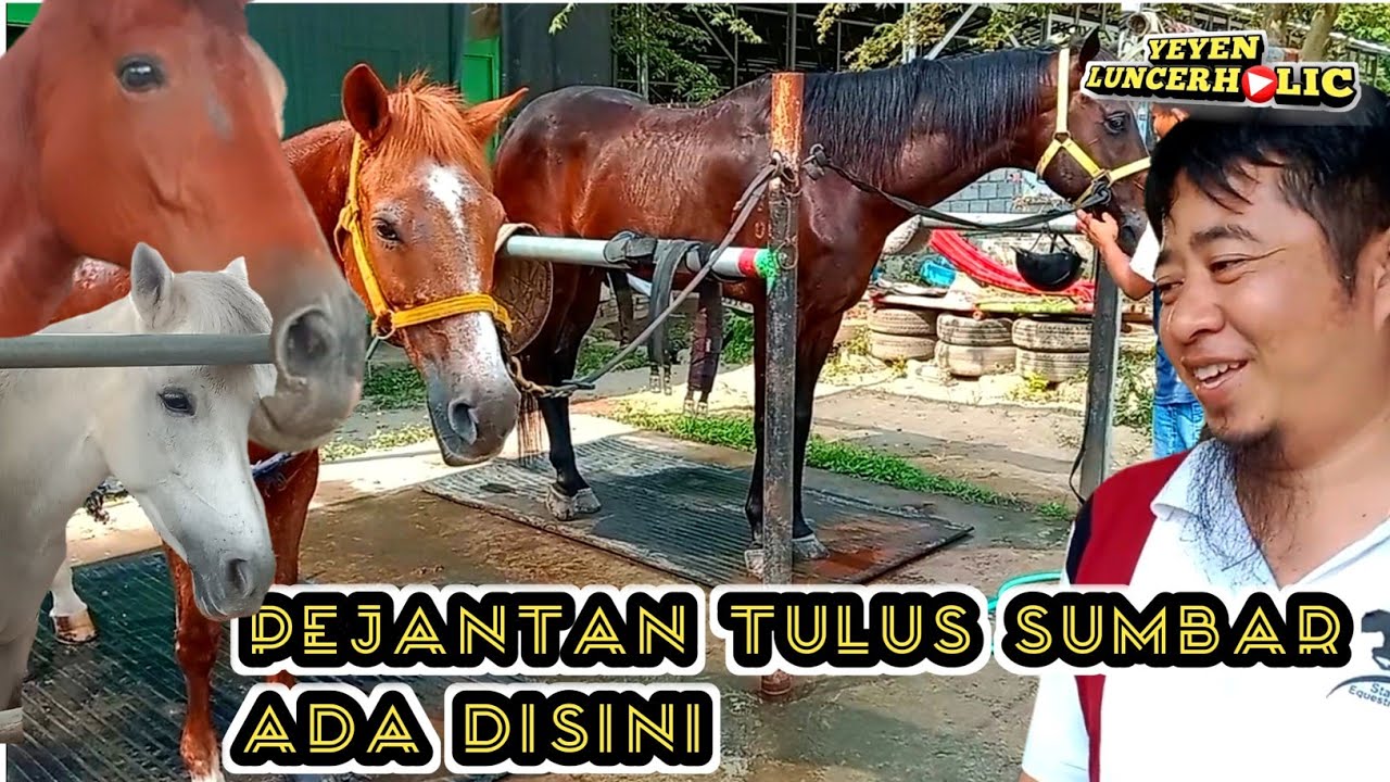 Review Kuda-kuda di JJ STABLE JOGJA || Ada 11 Ekor Kuda disini dan ...