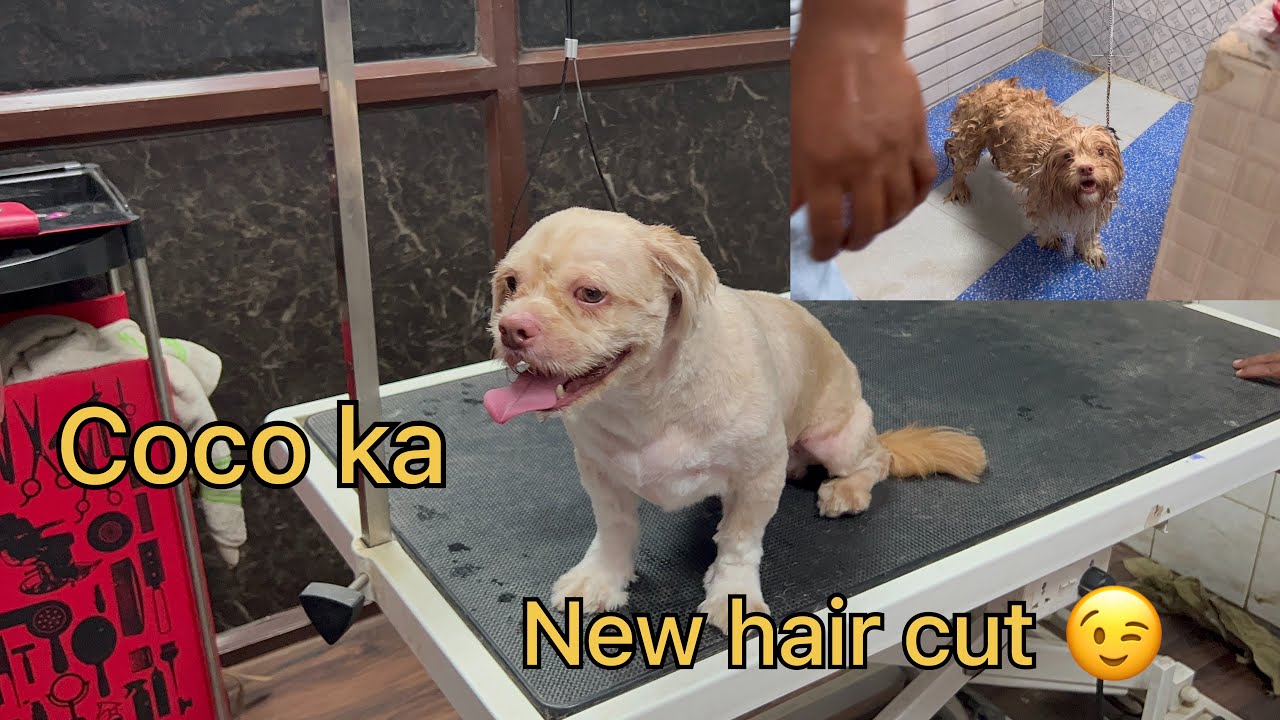 Finally coco ka new haircut hogaya😉||Parinit Singh vlogs ️ - YouTube