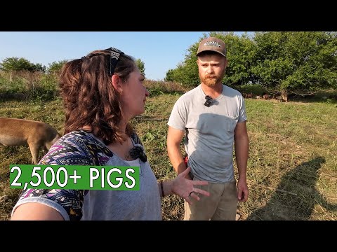 Inside His Regenerative Pig Farm at Incredible Scale! (Gunthorp Farms)