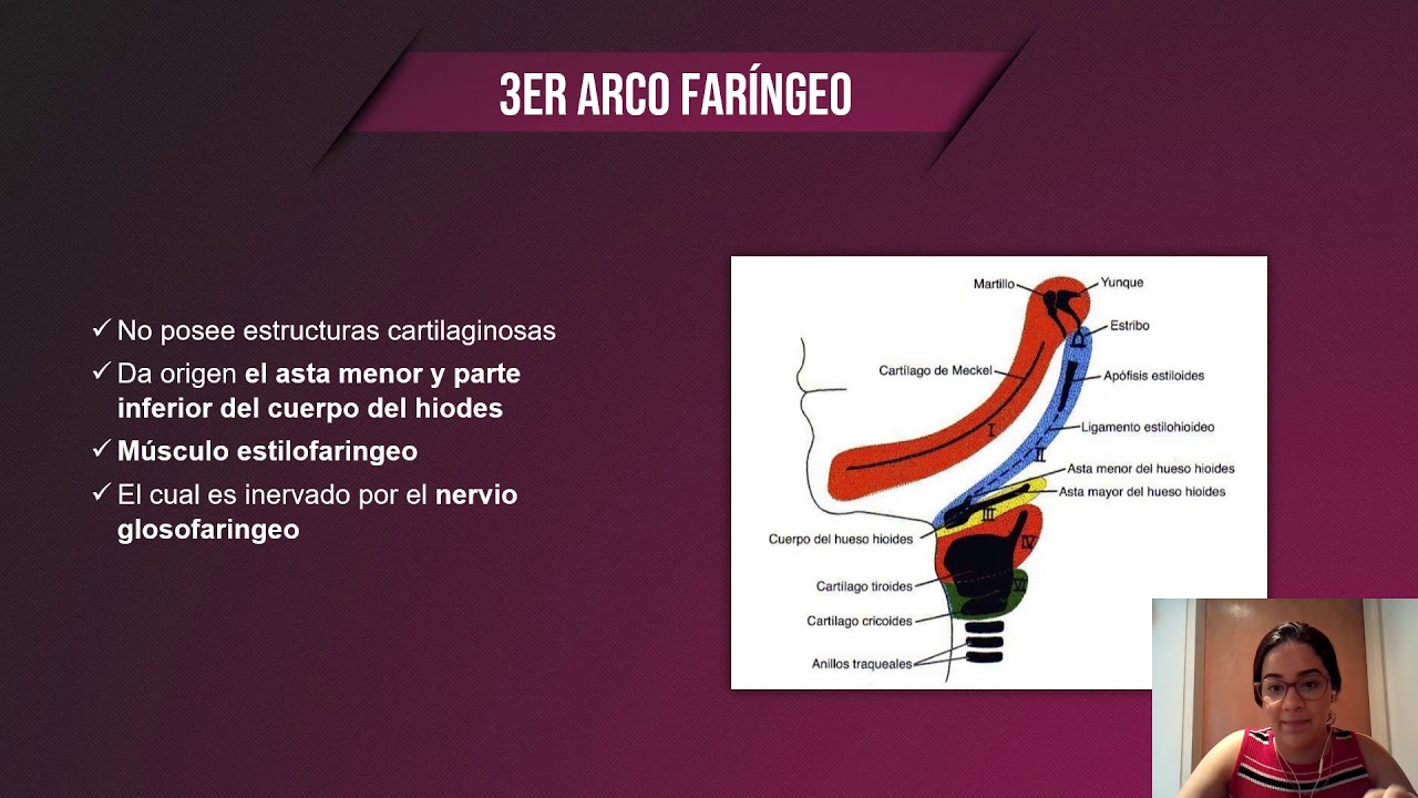 ARCOS Y BOLSAS FARINGEAS, Embriologia buco dental, Maria Hernandez ...