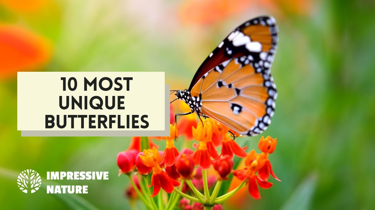 10 Most Unique Butterflies - Part 2 - YouTube