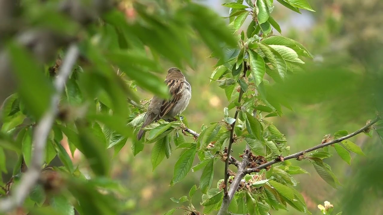 Gorrión común - Passer domesticus - YouTube