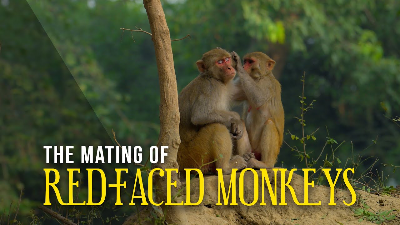 Animal Activities | Red-Faced Monkey | Mating | Grooming | Consortship ...