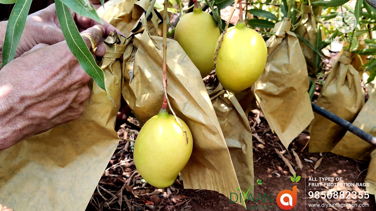 MANGO PROTECTION BAGS FOR ALL VARIETIES +919850882355 - YouTube