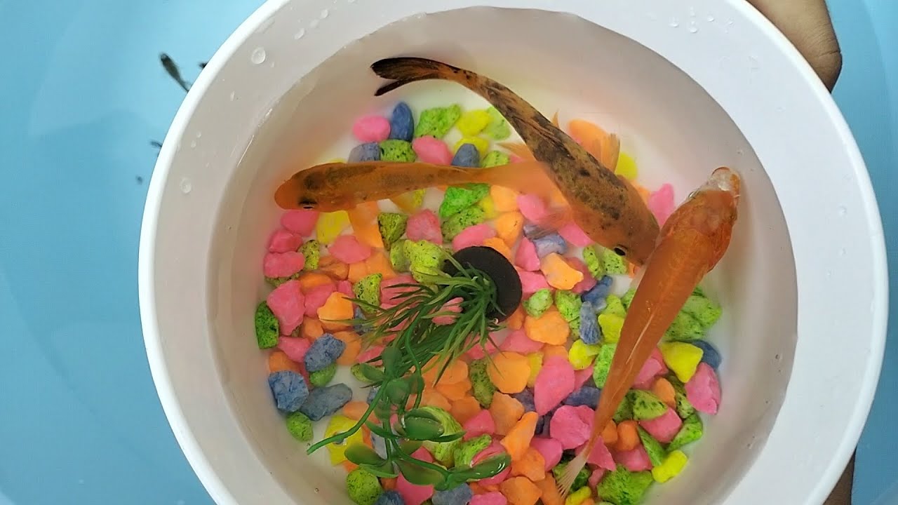 balloon molly guppy goldfish blackmoor platy comet zebra fish koi carp ...