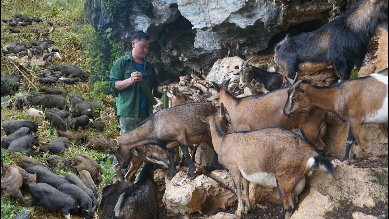 Search for food in the forest. Caring for mountain goats. Green farm ...