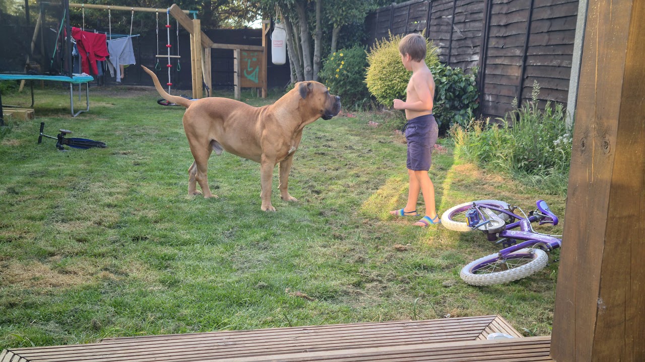 boerboel and children - YouTube