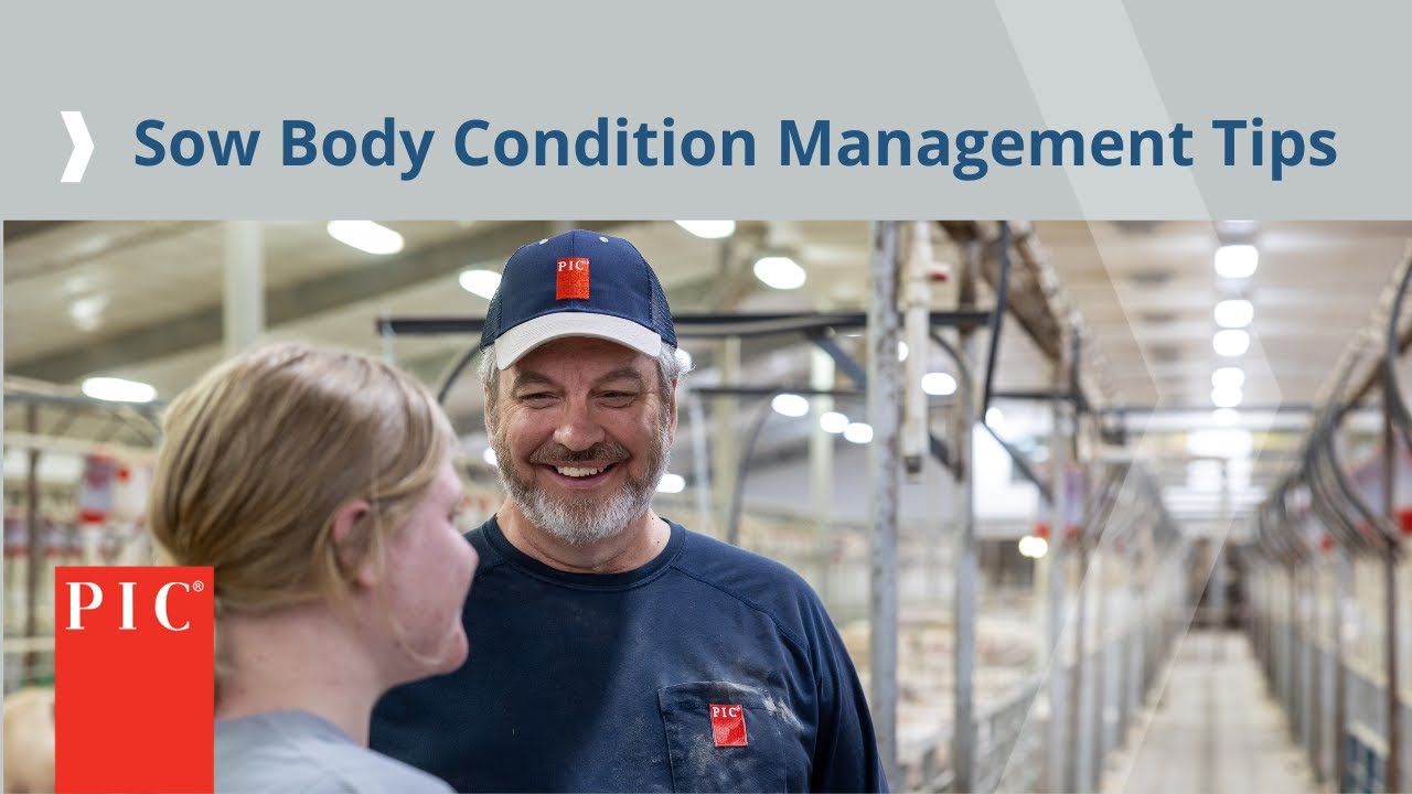 Sow Body Condition Management Tips | Pig Improvement Company (PIC ...
