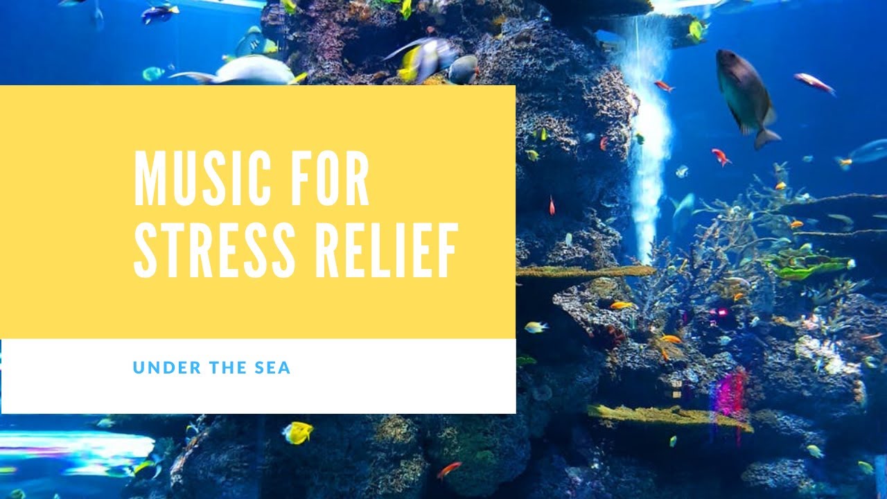 Music For Stress Relief Under The Sea - YouTube Music