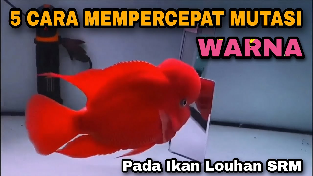 5 Cara Mempercepat Mutasi Warna Ikan Louhan | Ikan Louhan Super Red ...