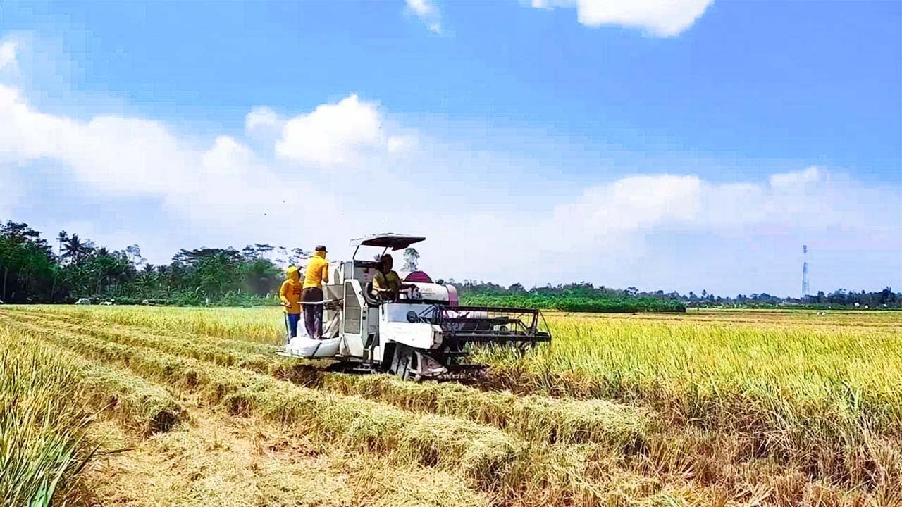 Cut Rice faster! Rice Cutting Machine - Rice harvesting machine - YouTube