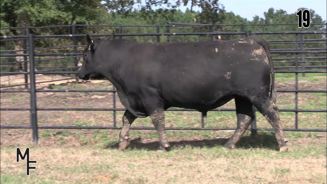 McCloud Farms Lot 19 - YouTube