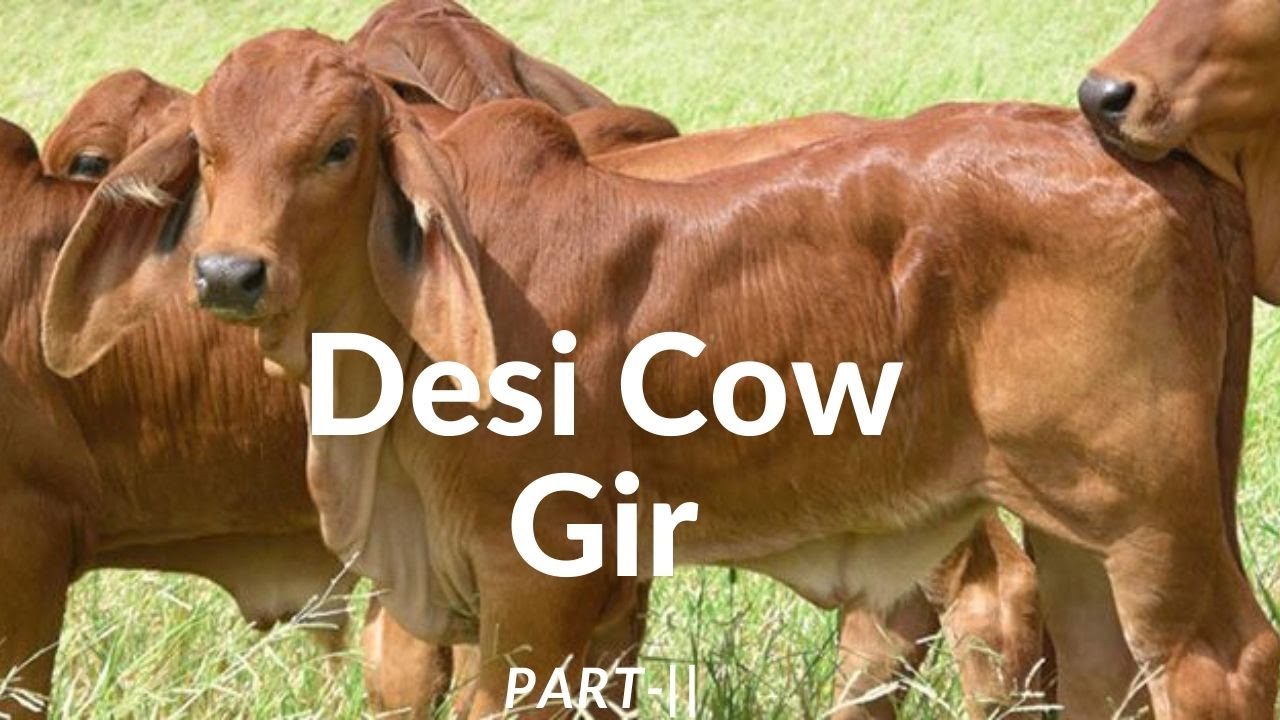 Information About Desi Cow Gir Part 2 YouTube information-about-desi-cow-gir-part-2-youtube