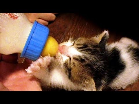 Pet Wuv #14. hey I'm starting to get the hang of this ..... well sort of