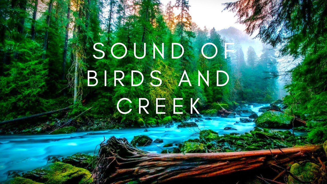 Bird chirping for rest and a clean mind.The sounds of a river with bird ...