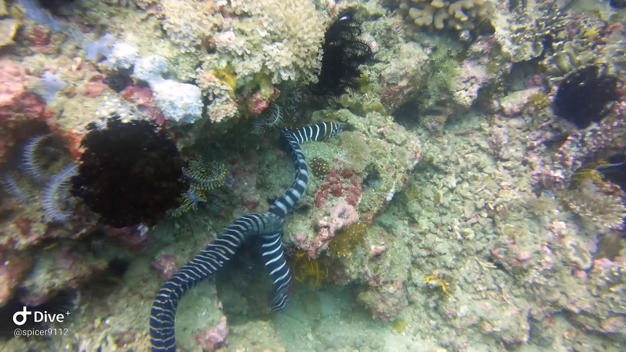 Mating sea snakes. - YouTube