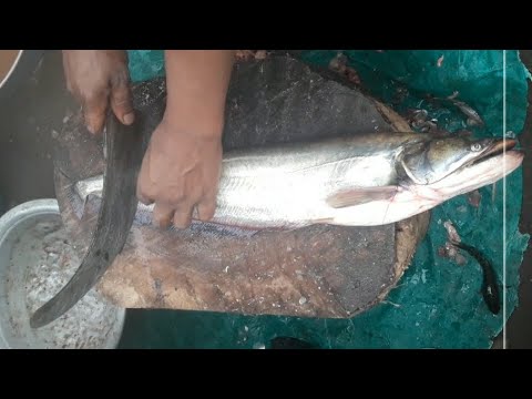 wallago catfish| boal fish |borali fish - YouTube