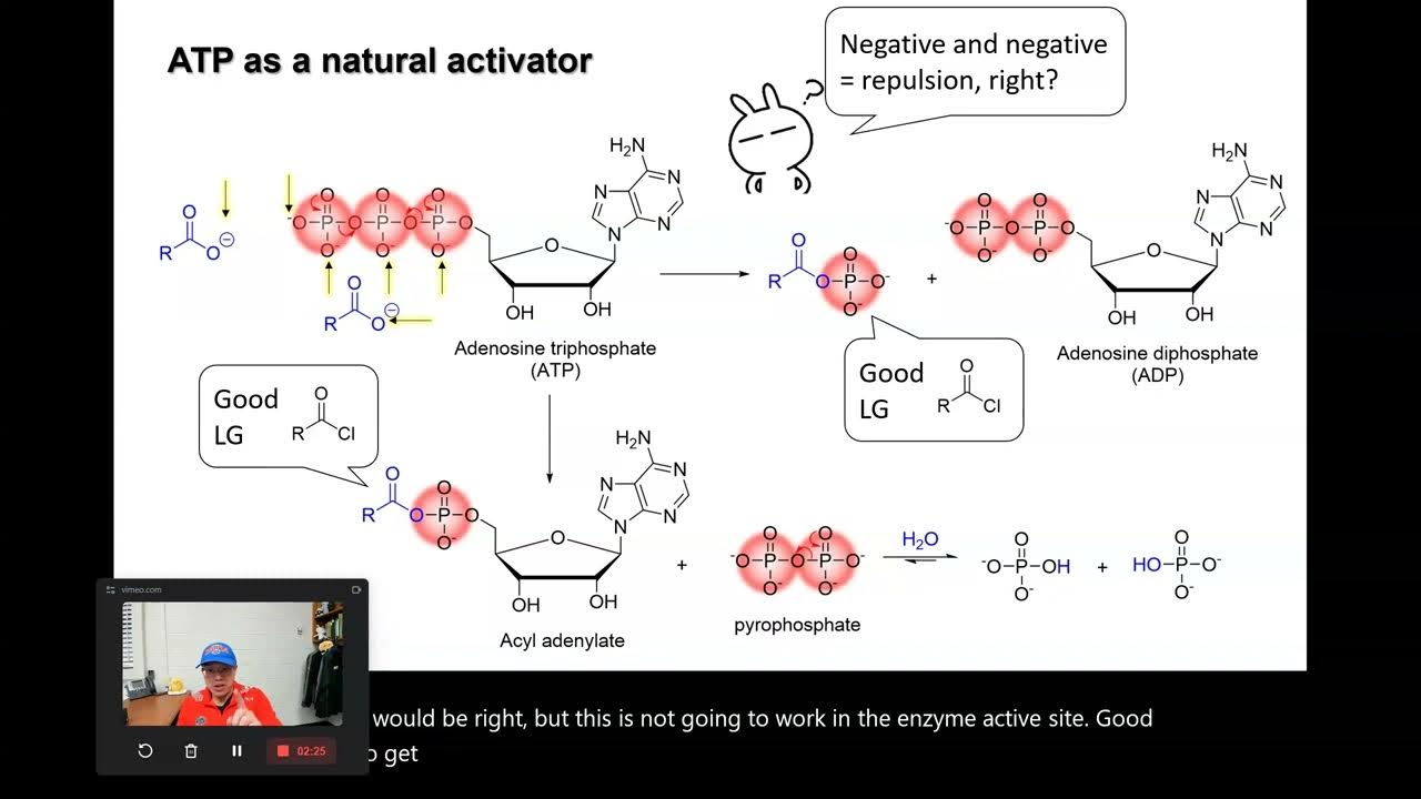 Ch20.23 - Application of Functional Group Interconversion (Biochemistry) - YouTube