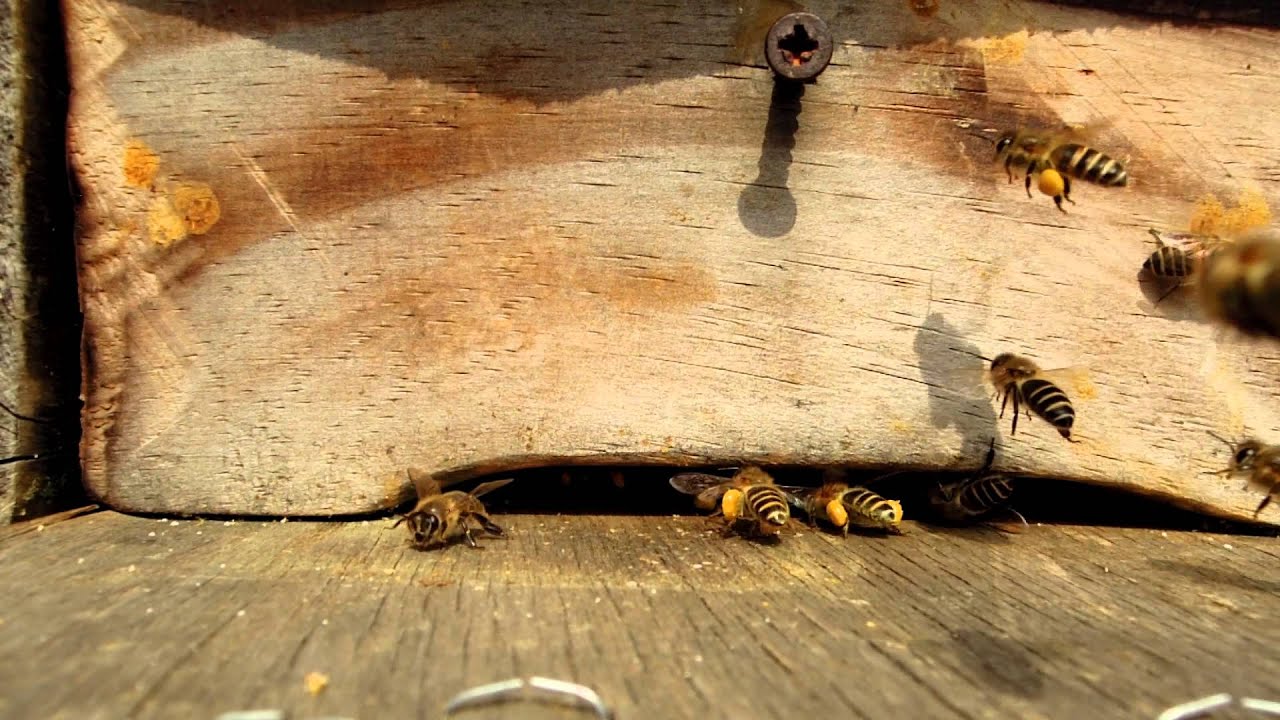 Apis Cerana , Korean Native Honey Bee, Seoul 2013-0309 - YouTube