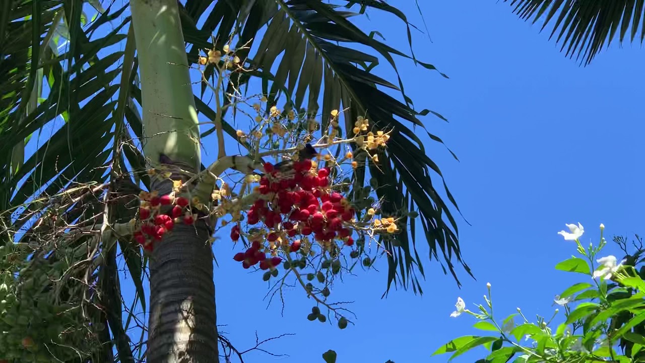 Wild Bird Eating Palm Fruit YouTube Wild Bird Eating Palm Fruit YouTube