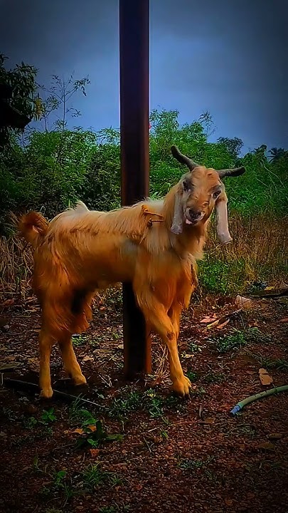 🗿The Goat vibe👿 attitude 📈#like #subscribe 😁 - YouTube