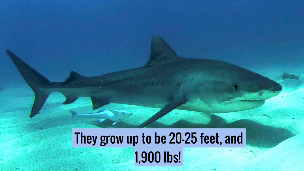 Sharkisha FINAL - YouTube