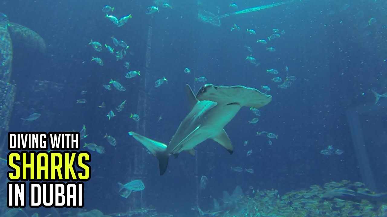 Diving with Sharks in The Atlantis Dubai. - YouTube