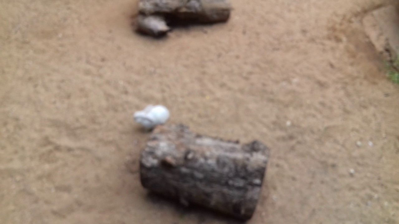 Black & White Rabbits - Dehiwala Zoo - Sri Lanka - YouTube