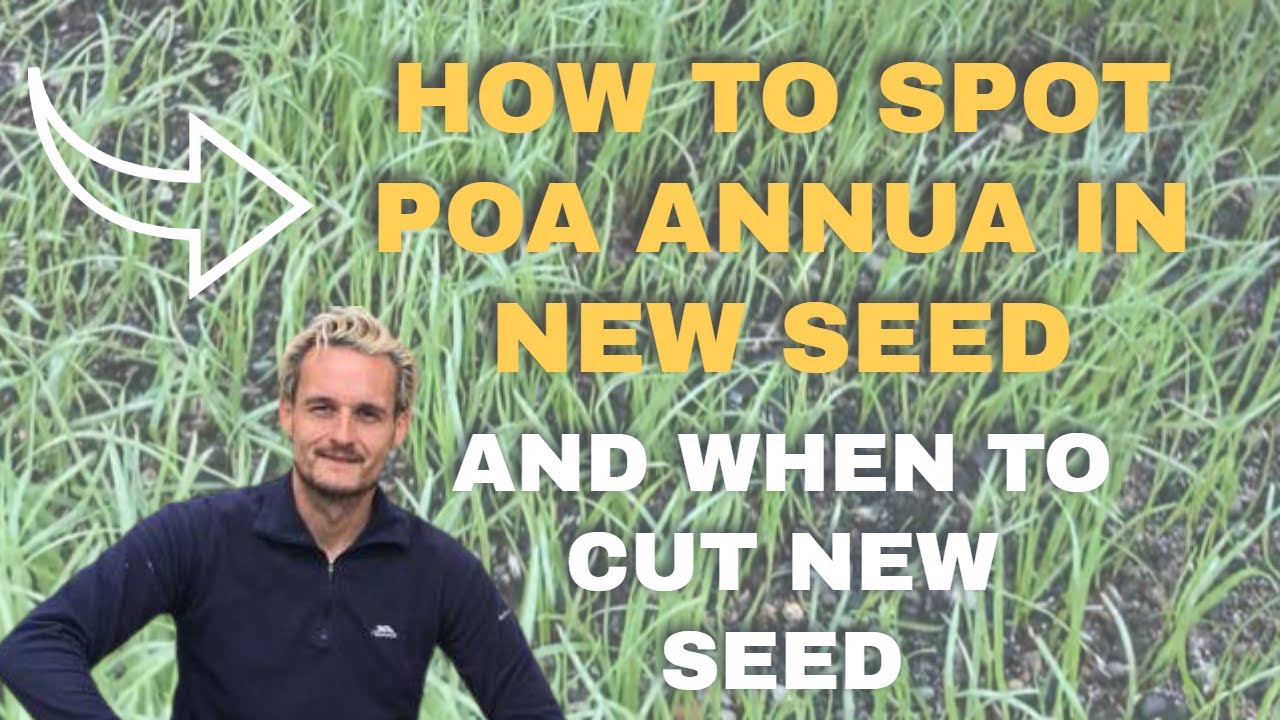How to spot annual meadow grass (poa annua) without seed heads and when ...