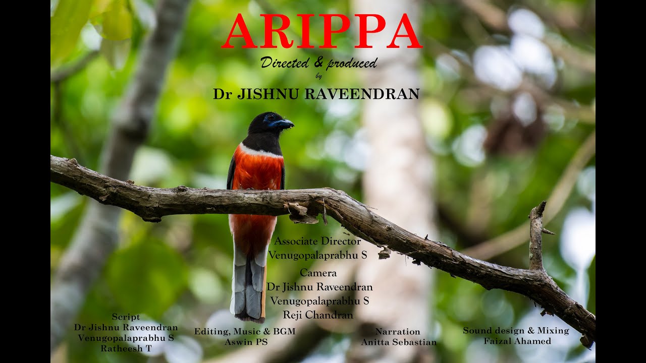 ARIPPA - The Award winning Wildlife Documentary - YouTube