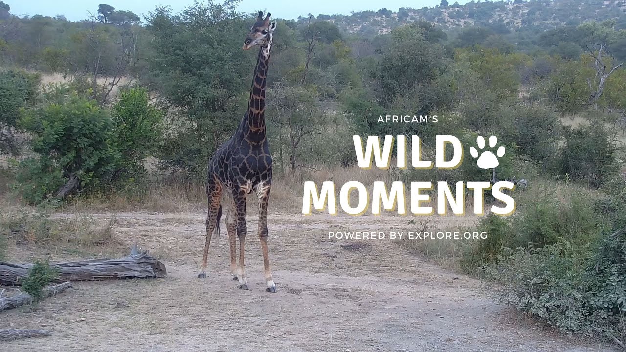 Lions, Leopard & Giraffe | Wild Moments Show | April 11 - YouTube