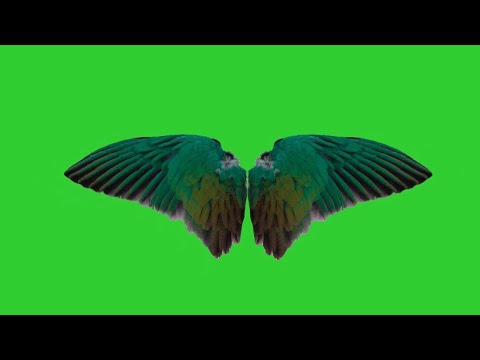 Animated Real parrot wings flying green screen footage