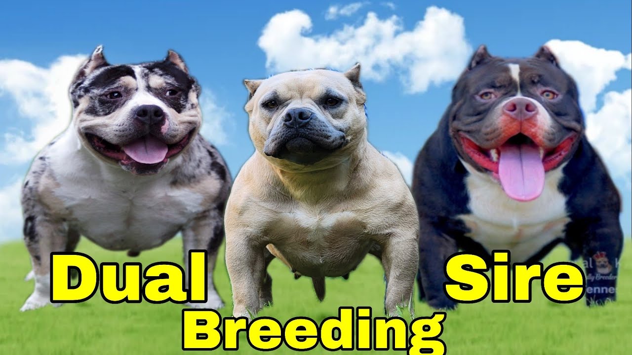 "Dual Sire Breeding" Two studs one female - YouTube