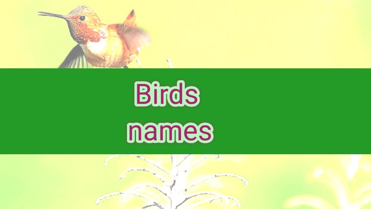 Learn about birds name for kids in English with spellings/ Robin, Crane ...
