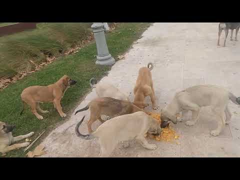 Köpekleri Islığa Alıştırdık | Hayvanları Besledik
