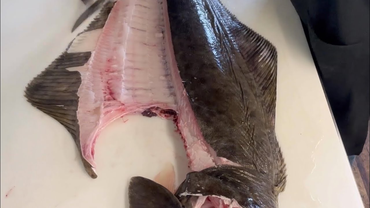 How To Fillet A Pacific Halibut: Number 4 - YouTube