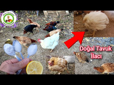 Tavuk Hastalığına Son🐔Ev Yapımı Doğal Tavuk İlacı Kürü Nasıl Yapılır🐔Tavukları Kuş Gribinden Koruyun