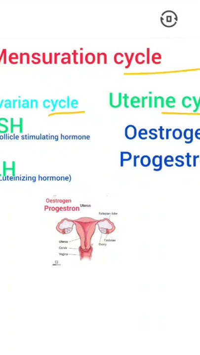 Period Kiu Hota H Shorts लड़की मे पीरियड कियो होता है Menstruation