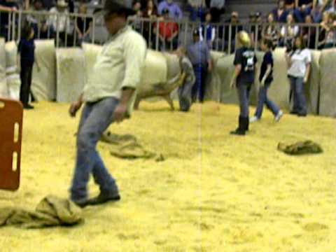Girls Catch Pigs At Livestock Show - YouTube