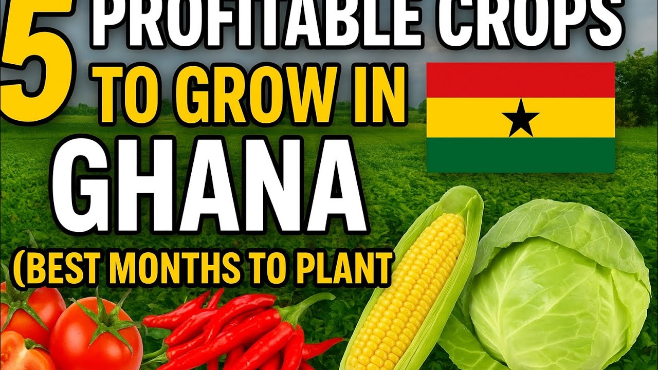 5 profitable crops to grow in Ghana and Best month to plant - YouTube