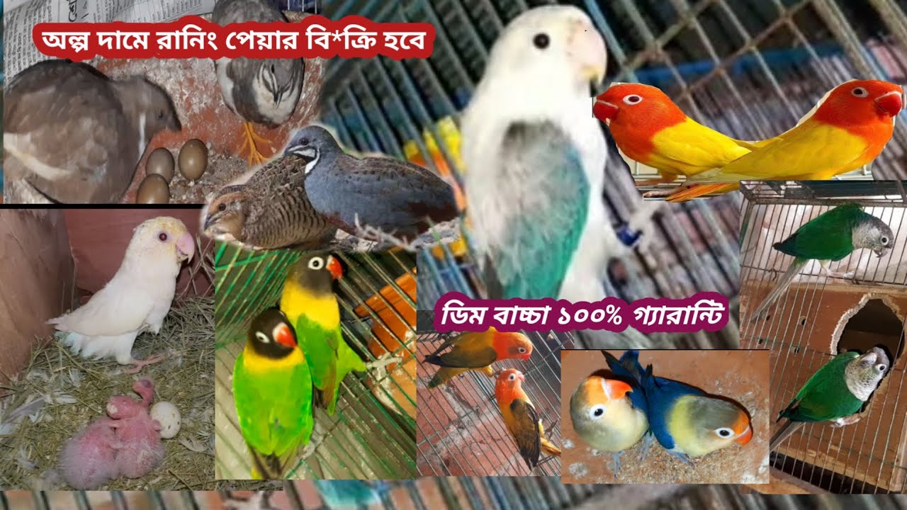 কম দামে ডিম বাচ্চা গ্যারান্টি সহ বি^ক্রি হবে || LoveBird |budgerigar ...