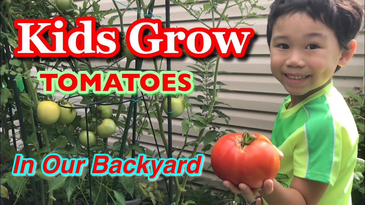 Kids Grow Tomatoes in Our Backyard Garden | All Seasons USA - YouTube