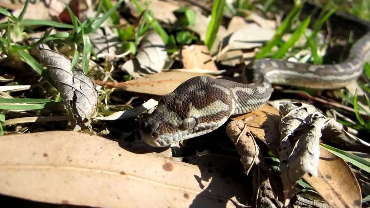 Morelia Bredli Python Garden Exploration Part 3 - YouTube